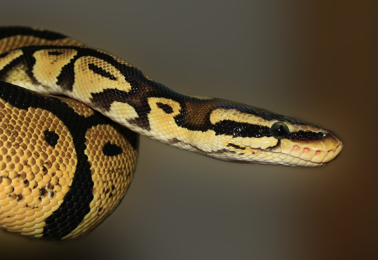 Snakes -Trophy Club Animal Hospital - Veterinary Blog
