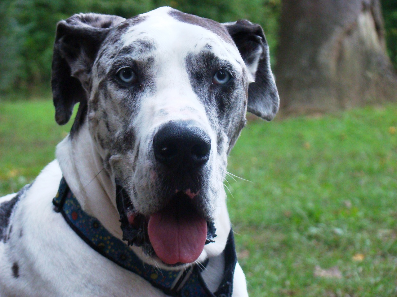 What is Canine Bloat? - Trophy Club Animal Hospital