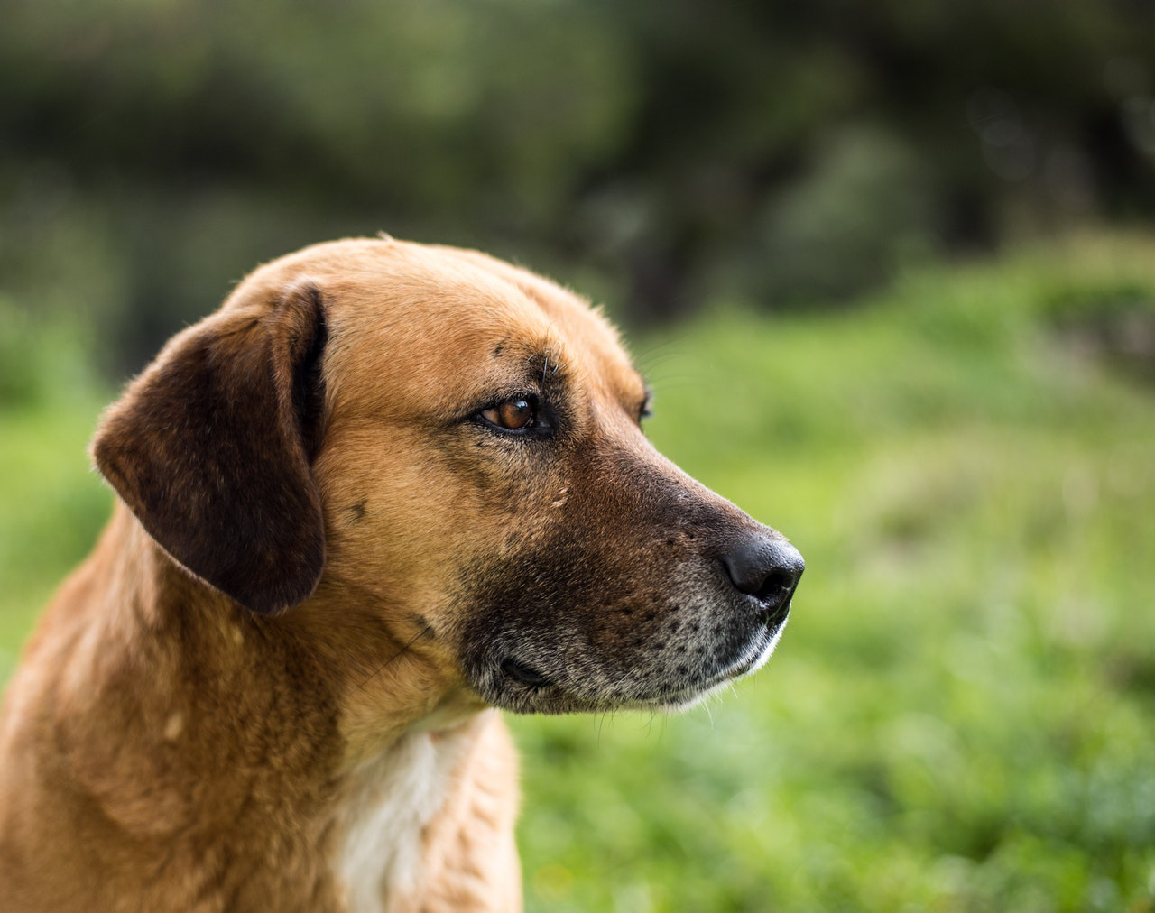 Does Your Dog Have Canine Anxiety? - Trophy Club Animal Hospital