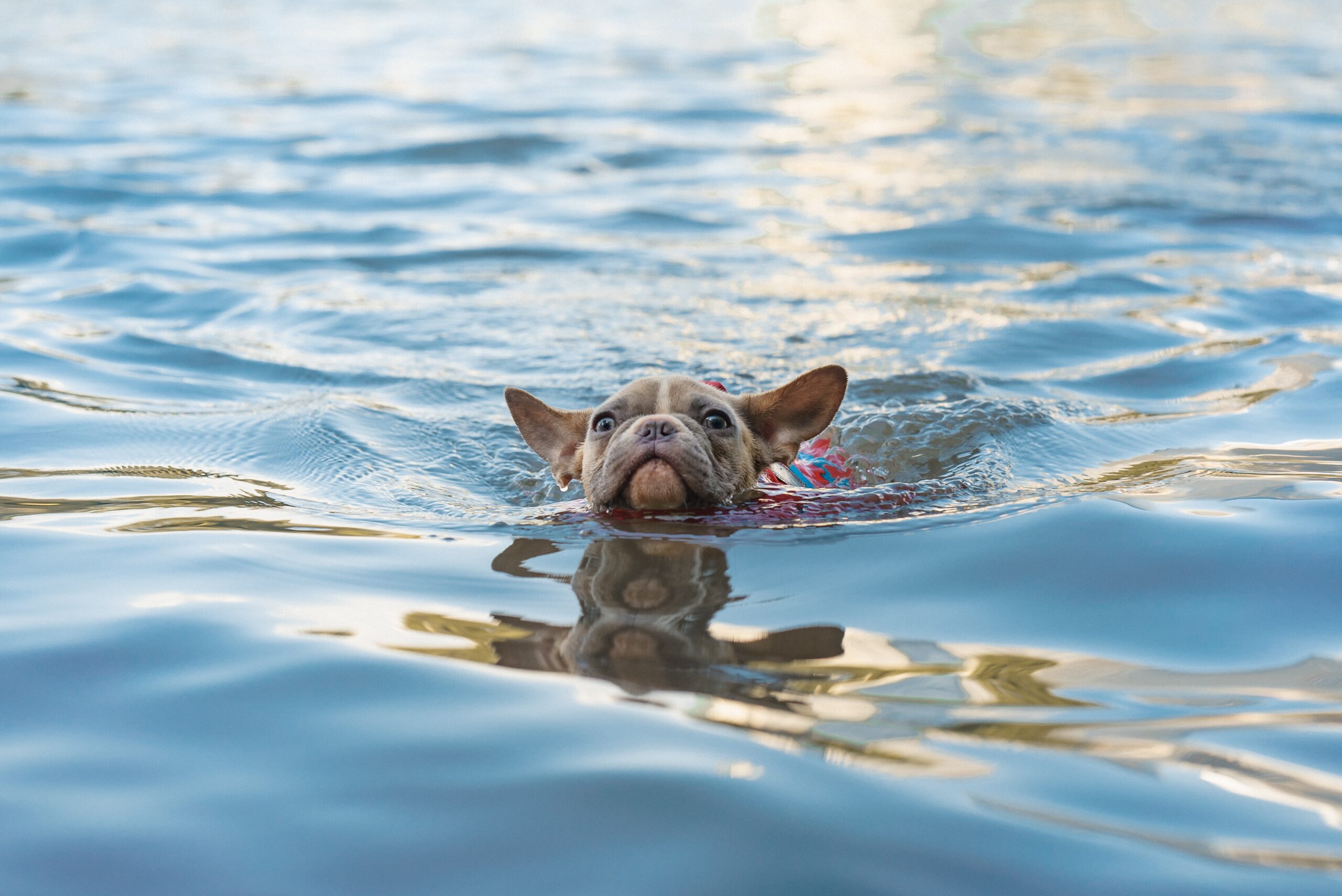 Five Tips for Safe Swimming Practices With Your Pet - Trophy Club ...
