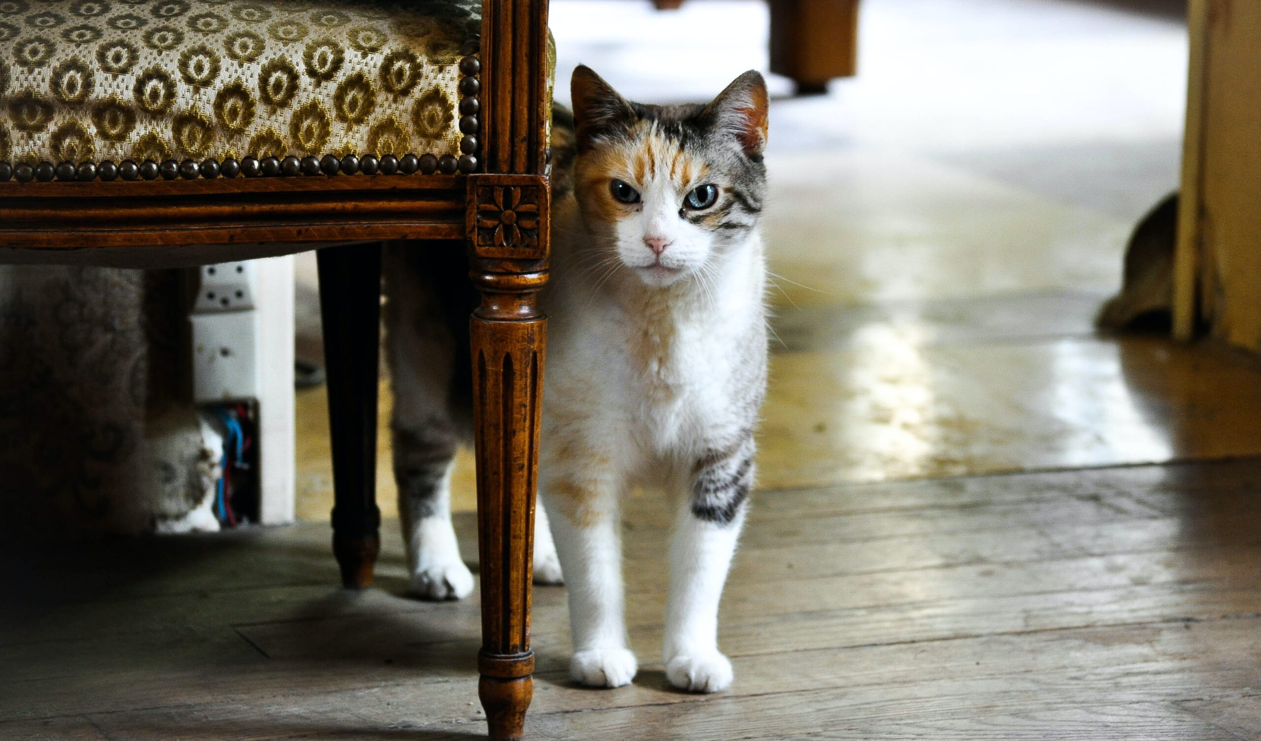 The Complete Guide: Welcoming a New Cat with Open Paws - Trophy Club ...